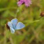 Commune touristique de Montmoreau - Sud Charente Tourisme